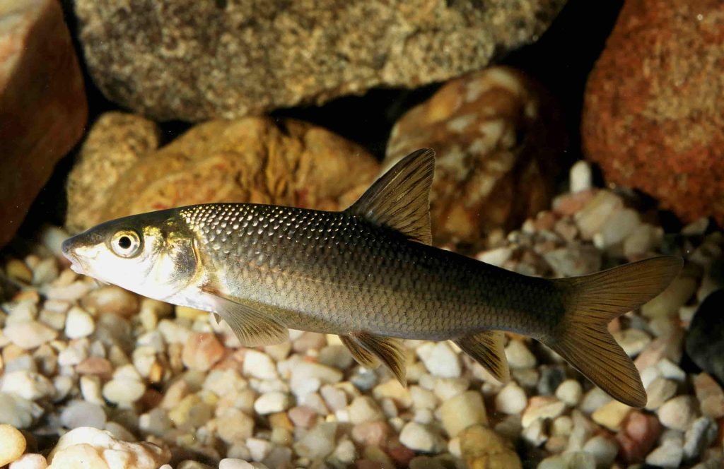 Pez Barbo | Características, Hábitat y Tipo de Pesca